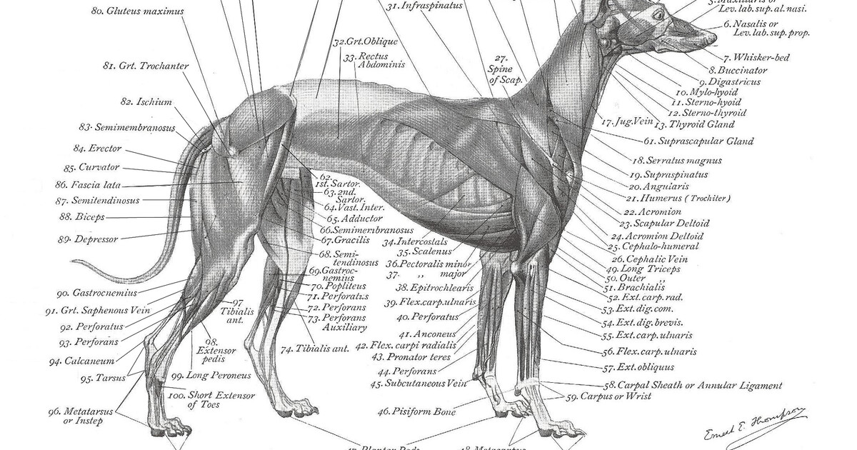 En xenotransplantasjon i 1882 | Tidsskrift for Den norske legeforening
