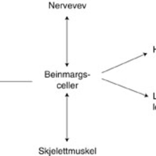 Tema: Stamceller | Tidsskrift for Den norske legeforening